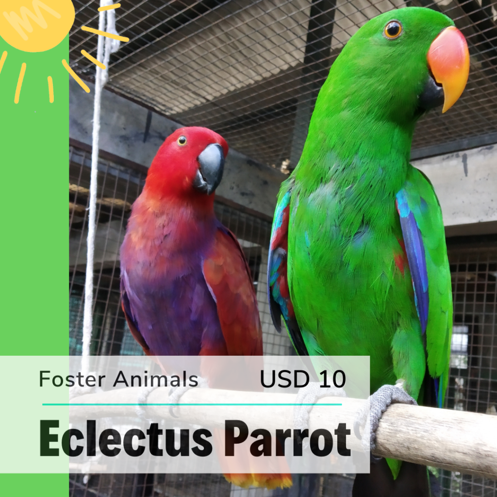 Foster animals at the Bali Wildlife Rescue Center – Friends of Nature ...